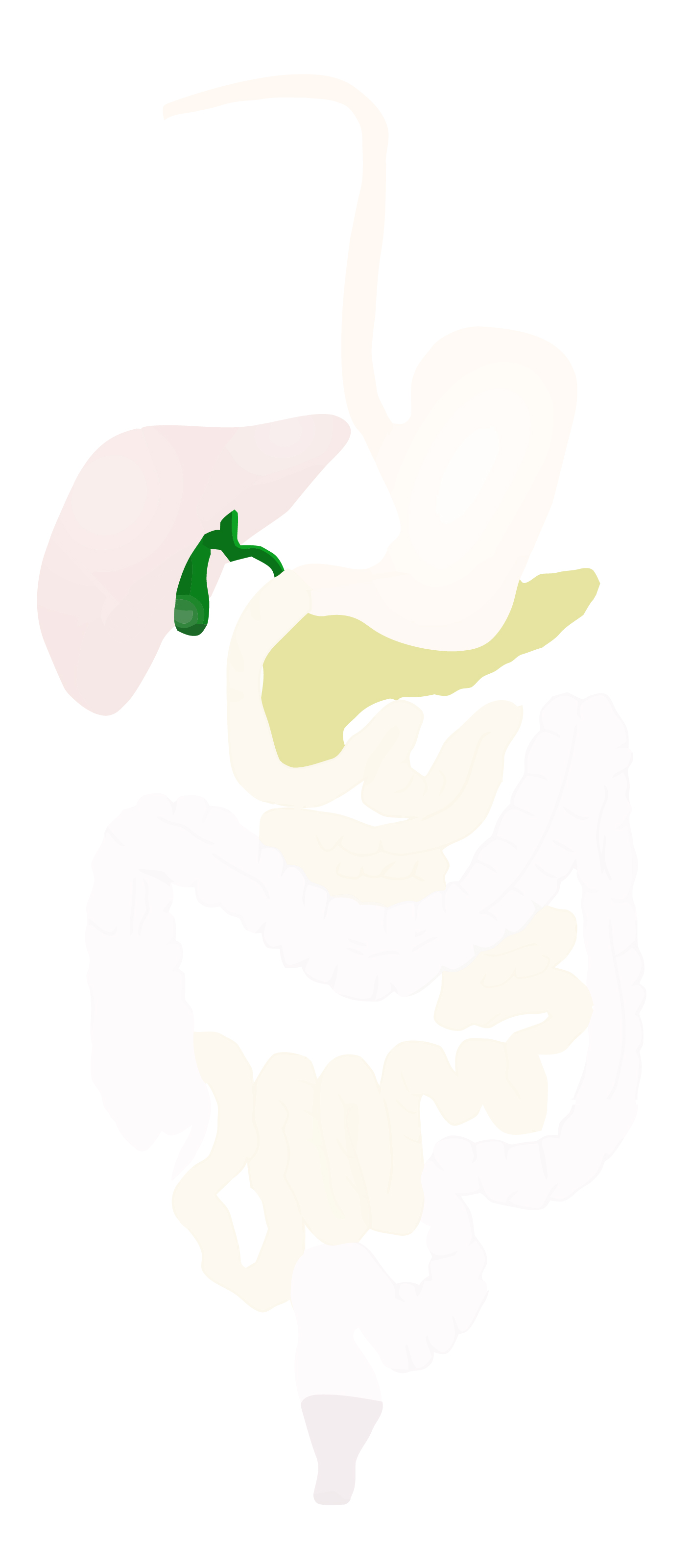 Galwegen & Pancreas – Gastro Kliniek